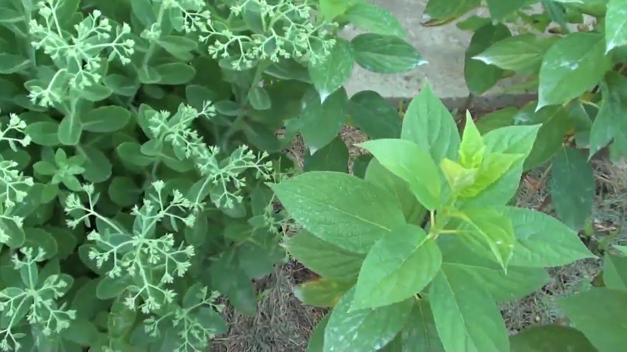 Прогулка по саду. Как зацветают гортензии...