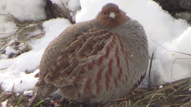 Куропатка в трамвае 2019 г