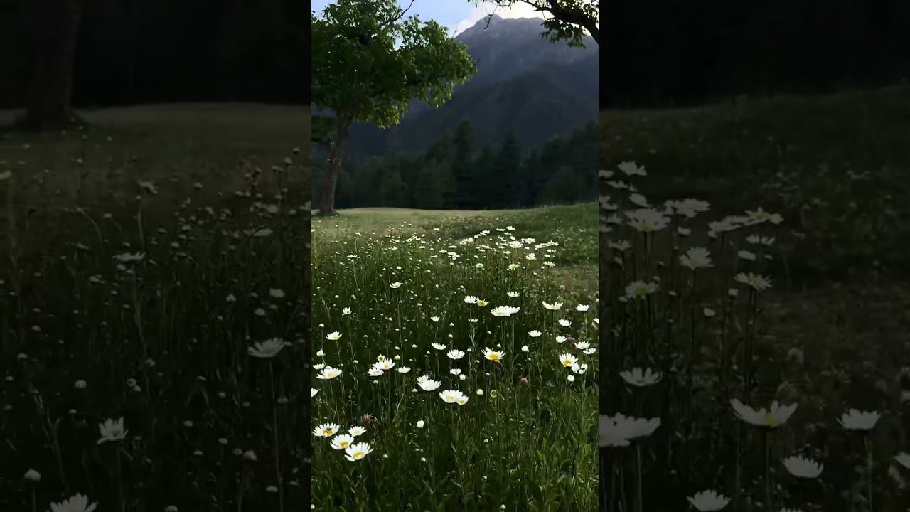 видое ютуба