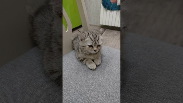 Слово Котана. Мясо на полу