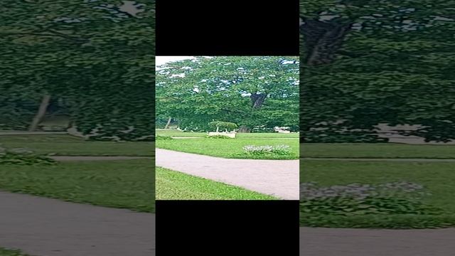 Гатчина , Гатчинский парк