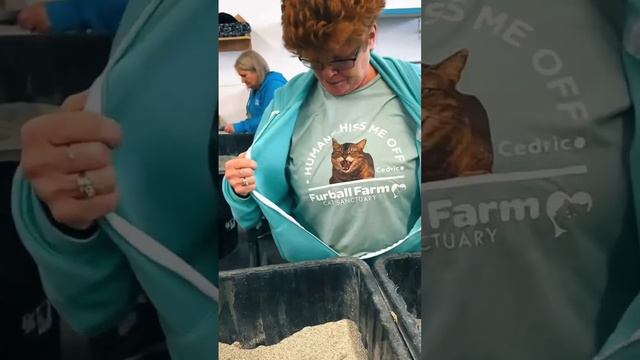 питомник-для-кошек