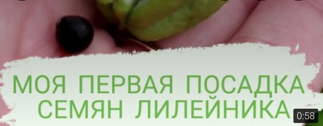 Посадка семян лилейника?