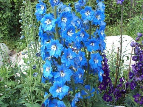 Дельфиниум, купальница, колокольчики