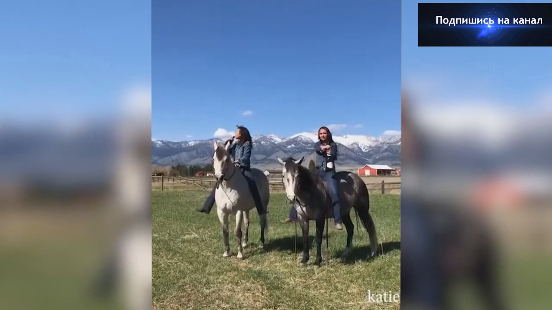 Подборка лучших приколов про животных. Смешные видео