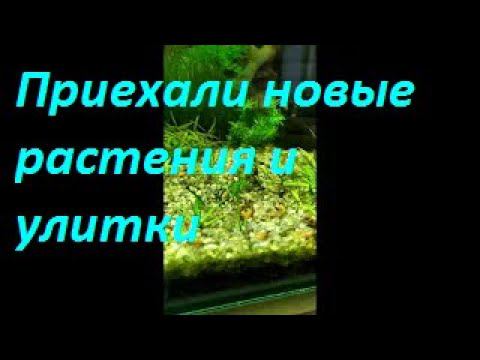 Меристемные аквариумные растения. Акт 4. (Архив от 27.10.2021)