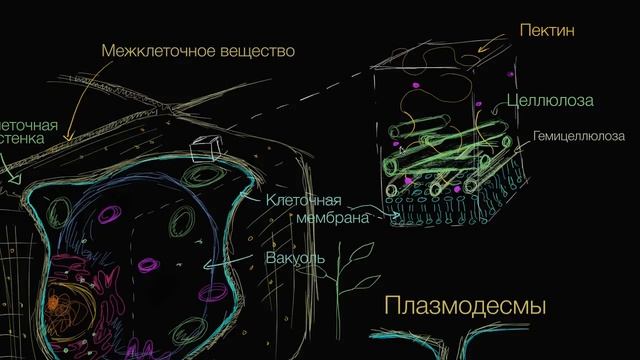 Клеточная стенка растений (видео 10)   Строение клетки   Биология.mp4