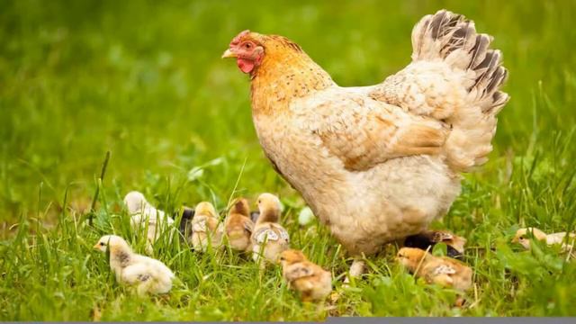 ПЕСЕНКА -вышла курочка гулять свежей травки пощипать