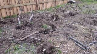 Как расскорчевать участоко, одной  штыковой  лопатой без топора и лома.