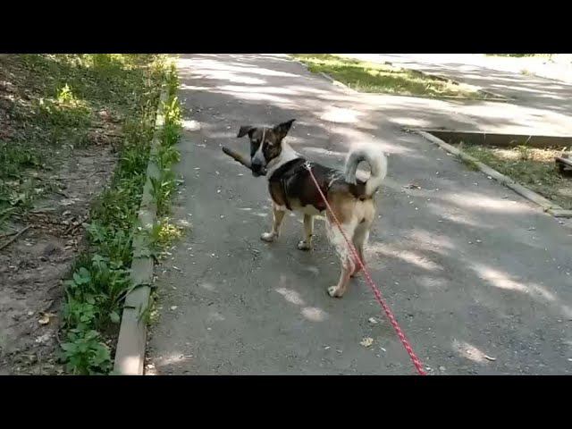 С такой собакой не пропадёшь! Корра собирает дровишки )