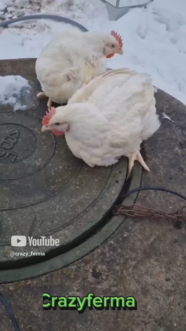 Убой бройлера. Какое оборудование облегчит труд птицевода при убое_  #ферма #птицеводство #курятник