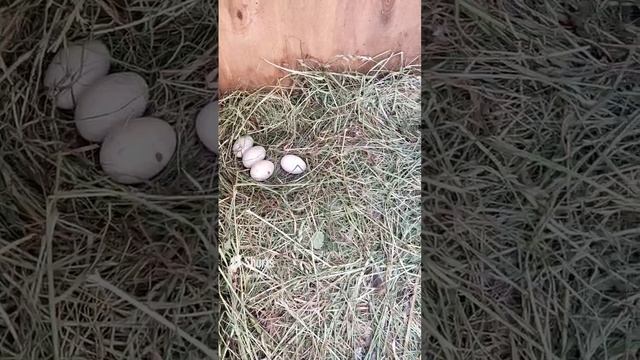 гнездо с яйцами #nest with eggs #утки бегунки #village #eggs #duck