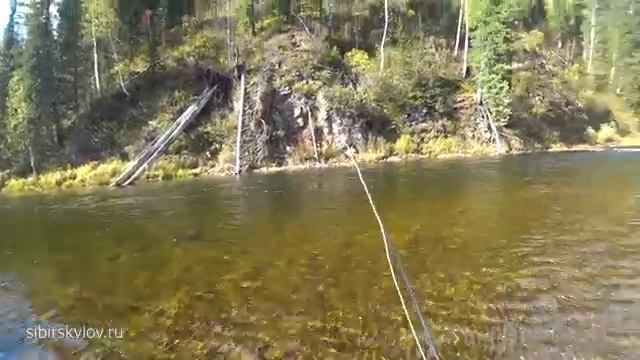 Таёжная речка, ловля тайменя.