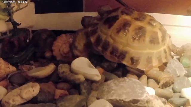 полная запись как Тишка вылезает