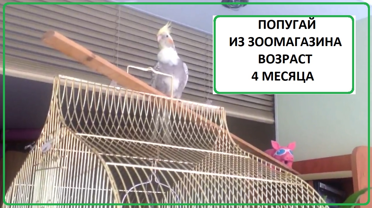 Корелла попугай из зоомагазина. Возраст кореллы 4 месяца. Пугливый. На руку еще не идет. Приручаем