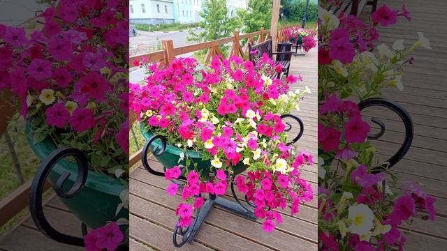 Алые розы. 
Автор стихотворения Ольга Шуть