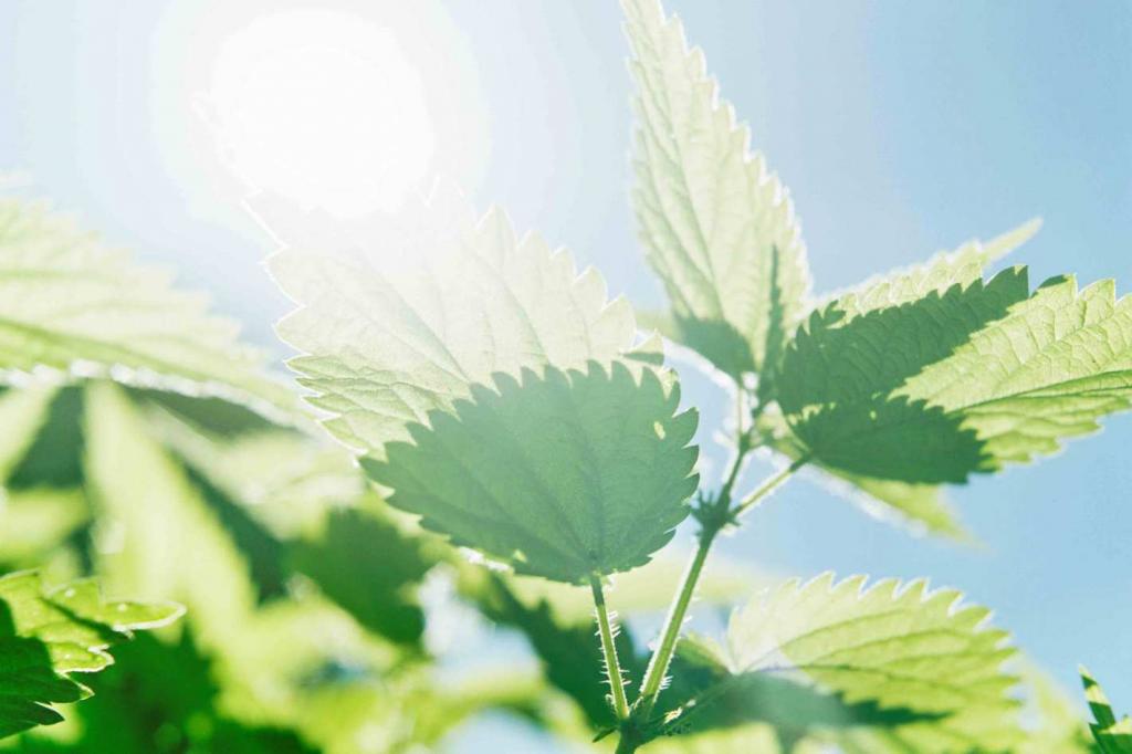 Международный фестиваль Крапивы