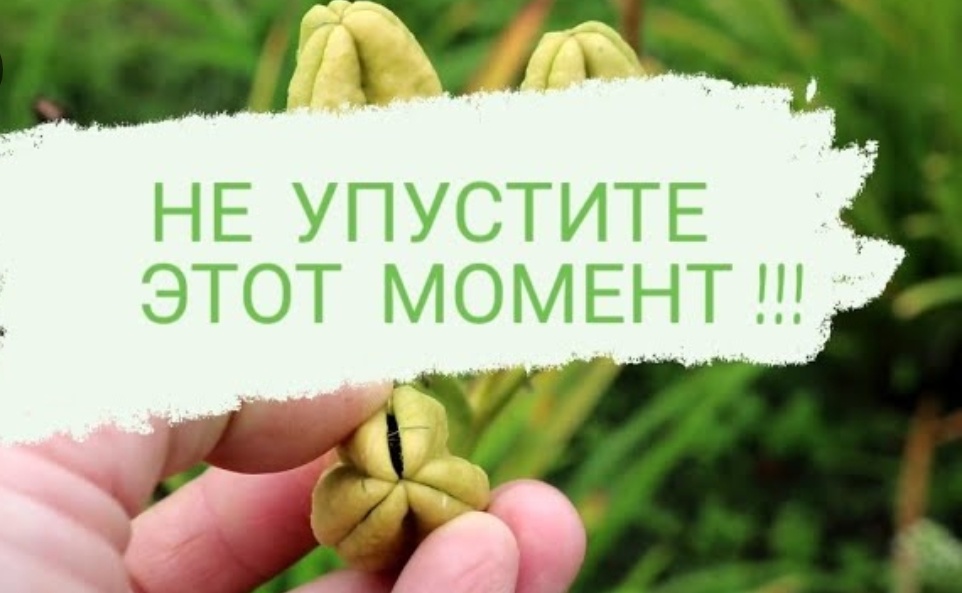 НЕ УПУСТИТЕ ЭТОТ МОМЕНТ!!! СЕМЕННАЯ КОРОБОЧКА СОЗРЕВАЕТ ОТ 40-60 ДНЕЙ?