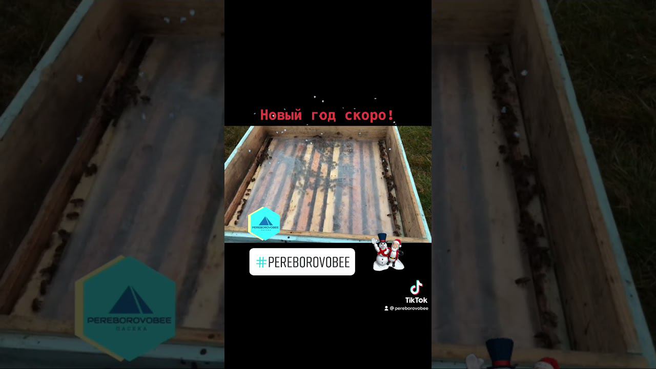 Утепление Пчёл #pereborovobee #Пчёлы #пасека #матковод #суздаль #suzdal #bees #мёд #улей #пчелы