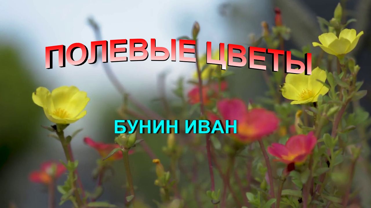 Стихотворение "Полевые цветы" Бунин Иван