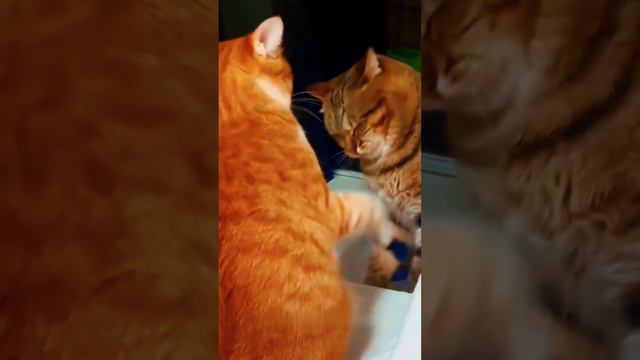 Что это было 😼 #shorts #cat #catsfunny #кот #прикольноевидео