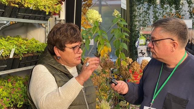 Какие гортензии самые лучшие?