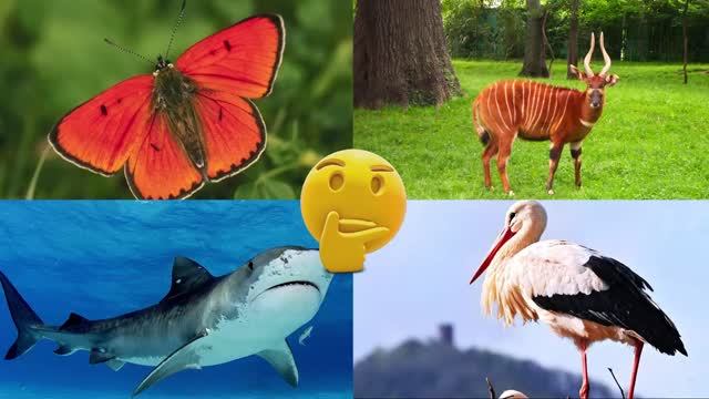 Развивающее видео для детей про животных | Угадай, где правильный ответ! | Выпуск 11