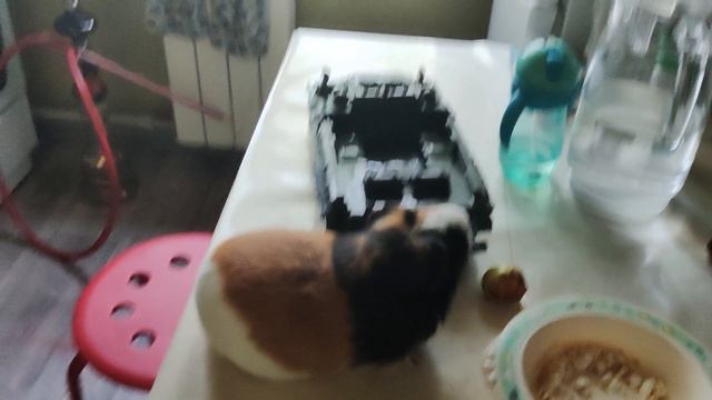 1 сезон 5 серия Байра и утка изучают дом