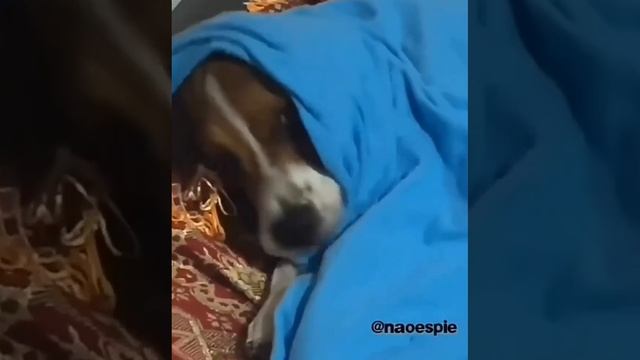 VID_20221230_124054_353.mp4