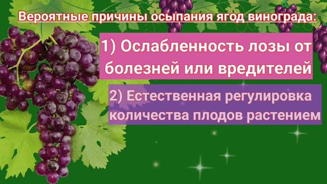 Причины осыпания ягод винограда