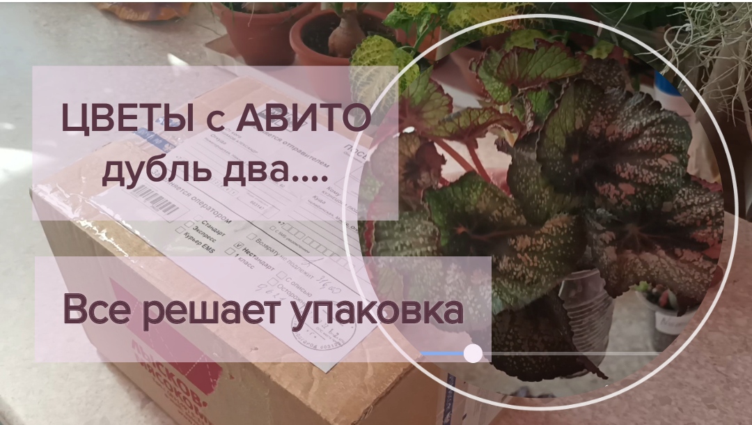 Бегонии с Авито. Дубль два. Правильная упаковка.mp4