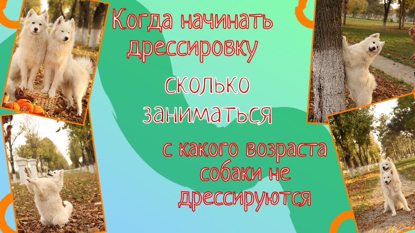 Когда начинать дрессировку сколько заниматься и с какого возраста собаки не дрессируются