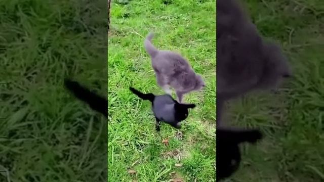 Кот Джет Ли