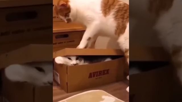 Пакуем щёчки