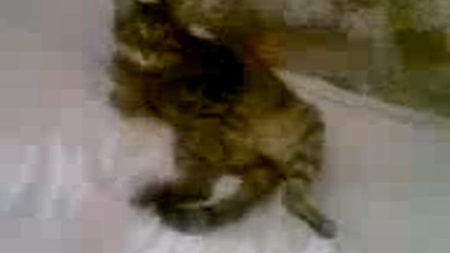 2009 г. video-15.02.09.3gp