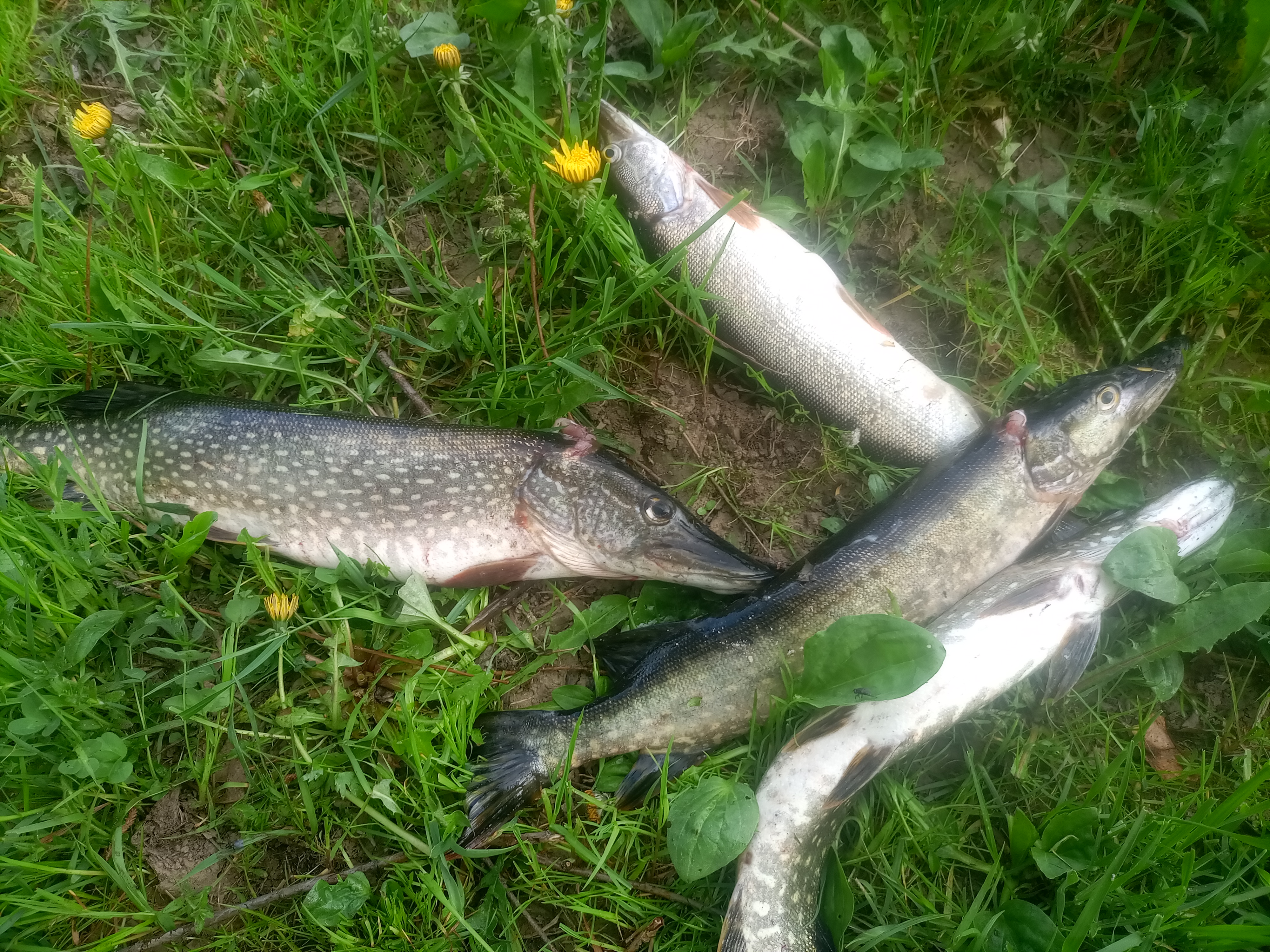 Сплав рыбалка с начёвкой.