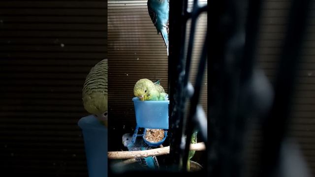 Кто лапами в чашке?