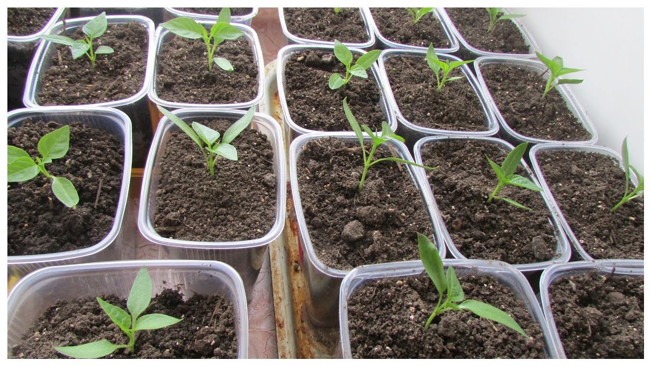 ПЕРЕСАЖИВАЮ ПЕРЕЦ БЫСТРО И ПРОСТО!!!