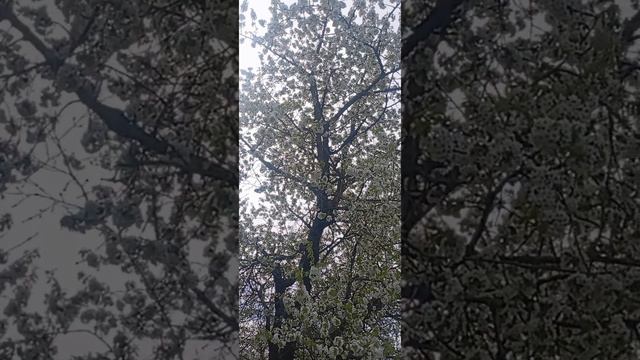 Черешня зацвела