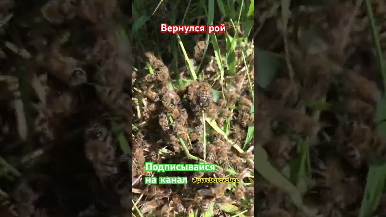 Вернулся рой обратно! ПЧЕЛОВОДСТВО! #pereborovobee #пчеловодство #пасека #роение
