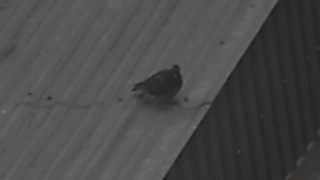 Голубь на крыше трансформатоной будки 54684. DSCN5658