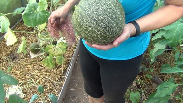 Забор из металлолома Пробуем дыню Копаем картошку