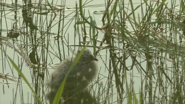 Ещё один птенец чайки.  Единственный малыш у мамы.