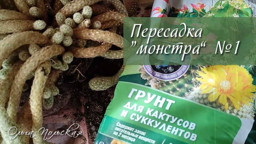 Домашние Кактусы. Пересадка монстра №1. Хроника,  октябрь 2022