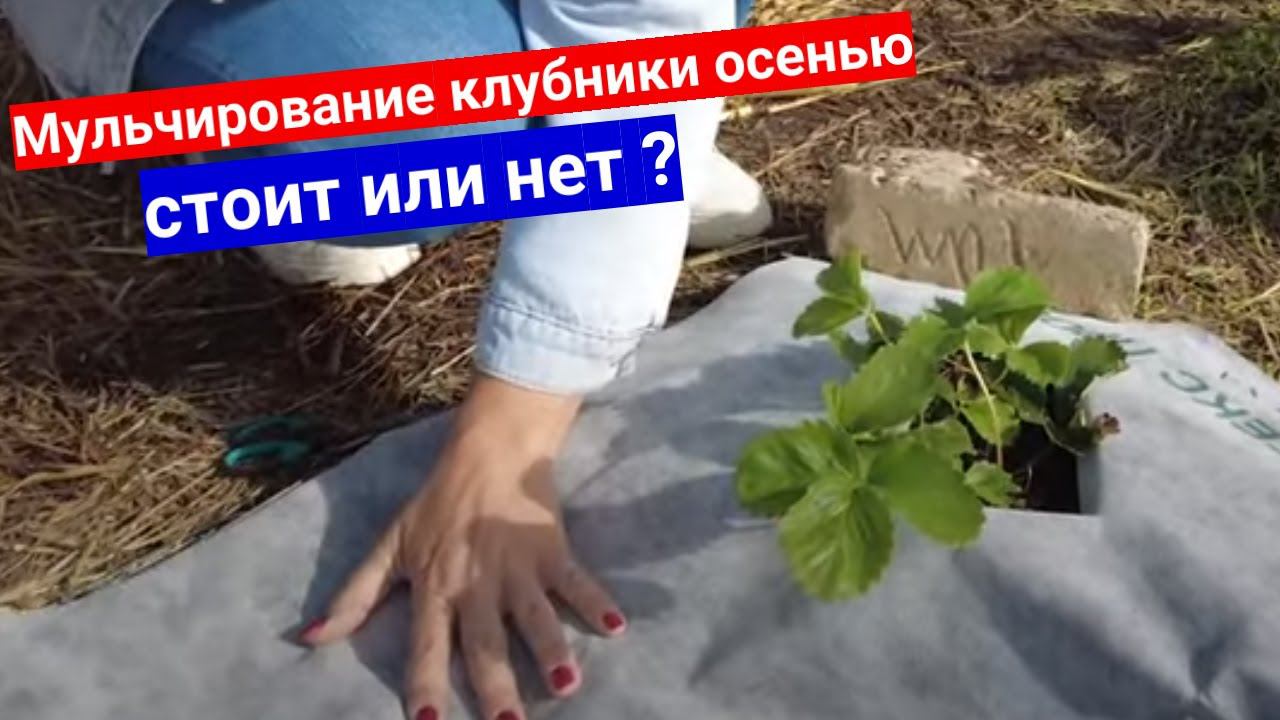 Клубника успешно уйдет в зиму и даст шикарный урожай летом. Сделай эти 5 простых шагов подготовки