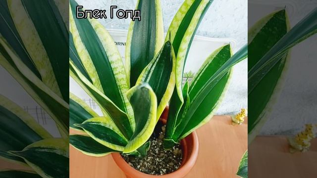#Сансевиерия Black Gold вырастила большую деть?Тещин язык?Щучий хвост? #цветы #растения #shorts