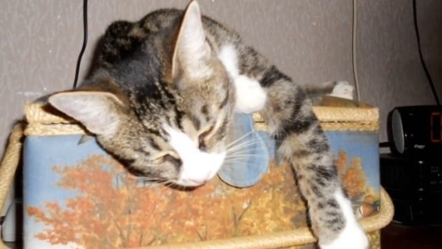 Любимые зверушки.mp4