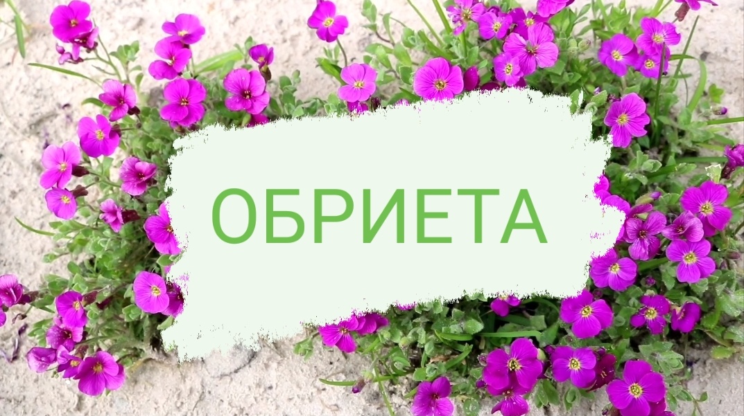 ОБРИЕТА- ЭТО МНОГОЛЕТНЕЕ ПОЧВОПОКРОВНОЕ РАСТЕНИЕ