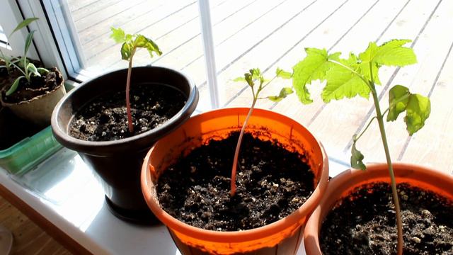 Рассада апрель 2024