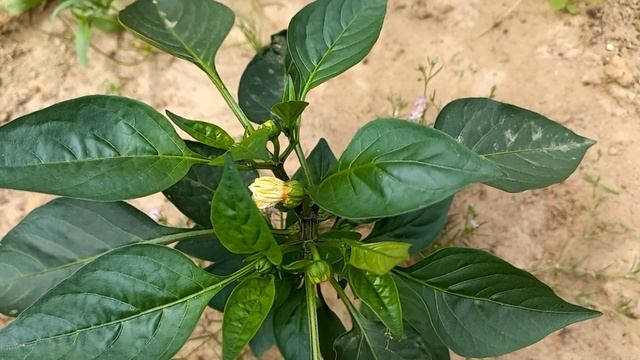 То не едем ,то едем// собрали клубнику